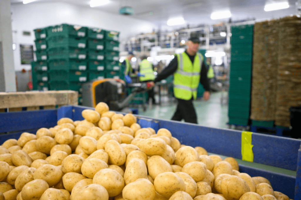 New Orleans Pallet Rework, Same-Day Pallet Repair & Restack | OLIMP